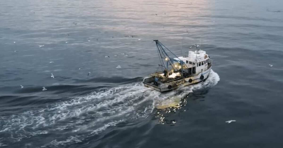 Sea to plate dining with Premier Fish and Rockwater | Fresho